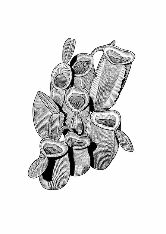 植物界のニューウェーブ「Bizarre Plants」展示販売会、grafにて 植物界のニューウェーブ「Bizarre Plants」展示販売会、grafにて